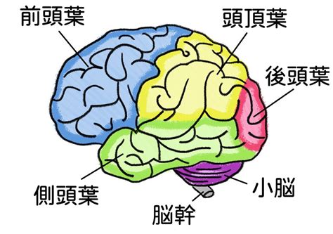 片麻痺のリハビリを脳機能から考える 小脳と基底核から紐解く各症状の改善策 トータルリハビリテーション トリア