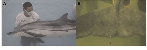 Figure 1 From First Record Of Xenobalanus Globicipitis Cirripedia