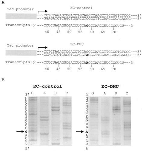 A Templates Used In Rna Sequence Analysis Ec Control Encodes A 92 Nt Download Scientific