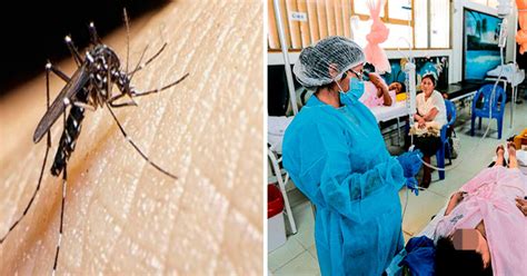 Dengue En Perú Minsa Comas Es El Distrito Más Infectado Con Dengue