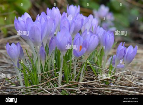 Like Snowdrops And Daffodils The Delicate Cup Shaped Flowers Of Early