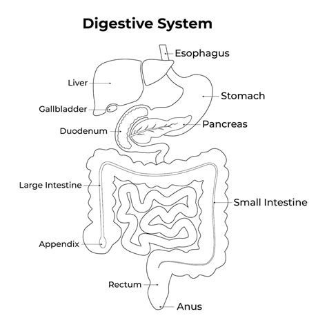 Premium Vector Digestive System Liver Esophagus Stomach Pancreas Gallbladder Duodenum Appendix
