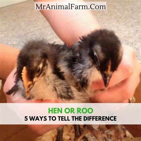 How To Sex A Chicken And Tell A Hen From A Rooster Mranimal Farm