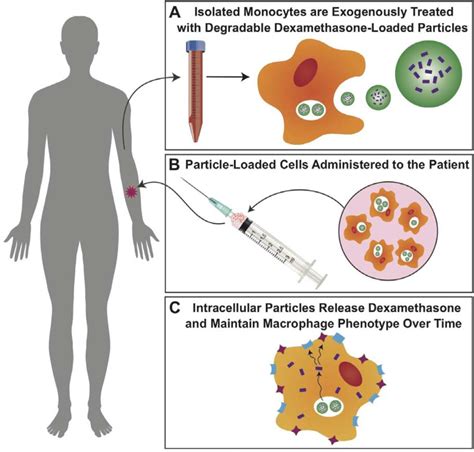 Figure 1 From Biomaterial Mediated Reprogramming Of Monocytes Via