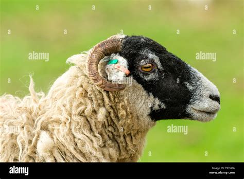 Swaledale Ewe Female Sheep Head And Shoulders Close Up Of Swaledale