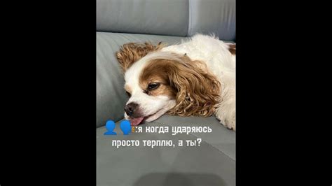 сынмин банчан минхо скз стрейкидс феликс хан чанбин чонин эдит хёнджин Youtube