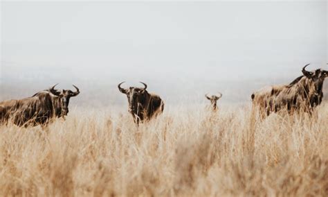 Wildebeest Migration Survival Challenges Data And Facts