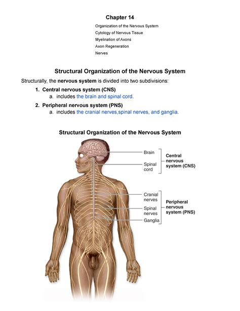 Organization Of Nervous System Chapter 14 Organization Of The Nervous