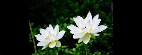 Монгол үндэсний оньсон тоглоом Aрдын уламжлалт өрж эвлүүлдэг Долоодой