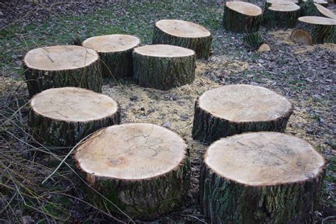 Stump Removal Services In Abbeville La