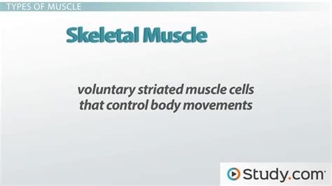 Human Musculoskeletal System Structure Functions Synergy Video Lesson Transcript
