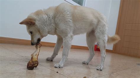 몇달만에 족발을 먹는 공장 진돗개 먹방 Youtube