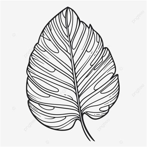 棕櫚葉輪廓草圖的黑白繪圖 向量 熱帶樹葉繪圖 熱帶葉輪廓 熱帶樹葉素描向量圖案素材免費下載，png，eps和ai素材下載 Pngtree