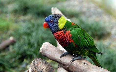 ゴシキセイガイインコ 五色青海鸚哥