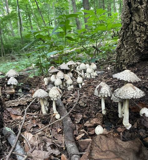 Coprinopsis Variegata Scaly Ink Cap Eat The Planet