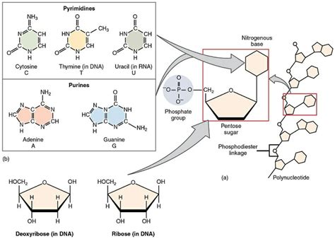 Deoxyribose Structure