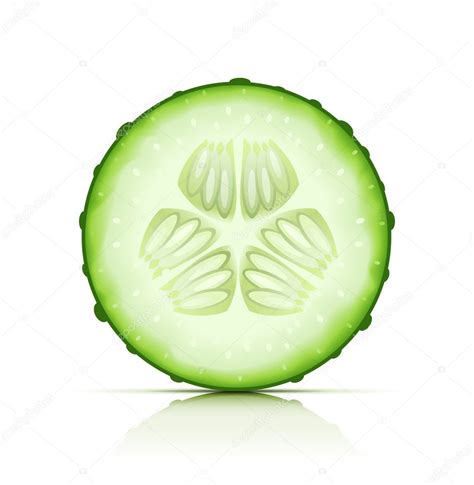 Ripe Cucumber Cut Segment — Stock Vector © Aleksangel 9226397
