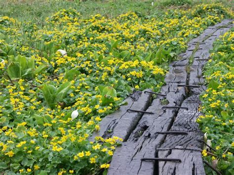 2024年 飯山市の花情報6 4更新 信州いいやま観光局長野県飯山市