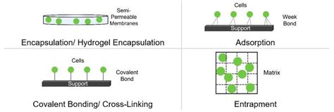 Algae Based Biosensor Development Services Algae
