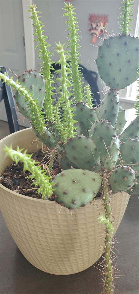 Pretty Sure Some Parasite Is Taking Over My Cactus R Pics