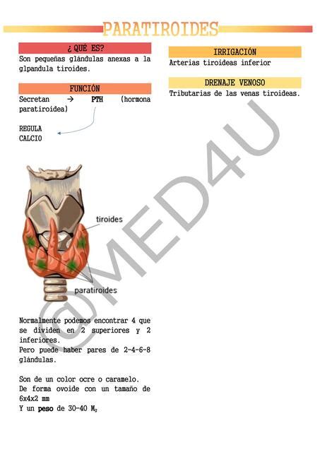Paratiroides Alex Carrillo Udocz