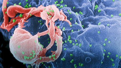 Inmunodeficiencia Vida Y Salud