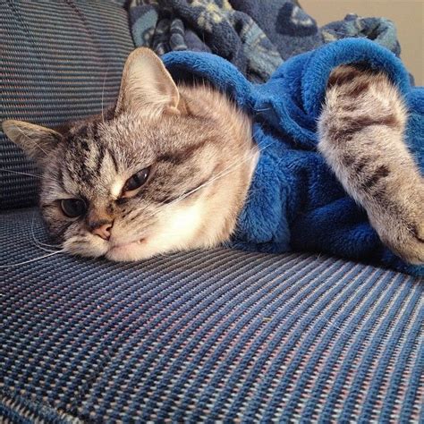 Loki Kitteh Giving Up On Life Cats Loki