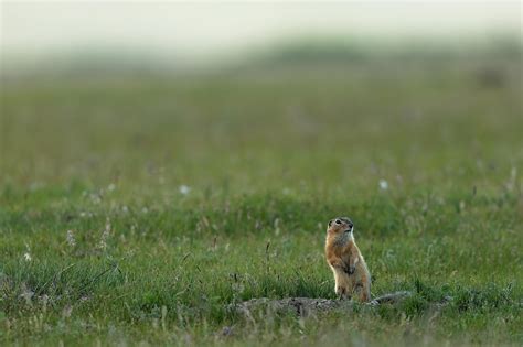 Ground Squirrel Free Photo On Pixabay Pixabay
