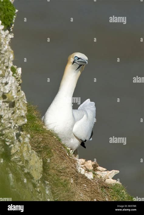 Northern Gannet On The Cliffs At Rspb Reserve Bemtpon Cliffs Stock