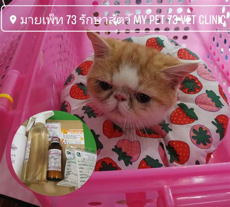 ทำความสะอาดหู ตรวจเช็คผิวหนังเสร็จเรียบร้อย รับยารักษาต่อเนื่องที่บ้าน