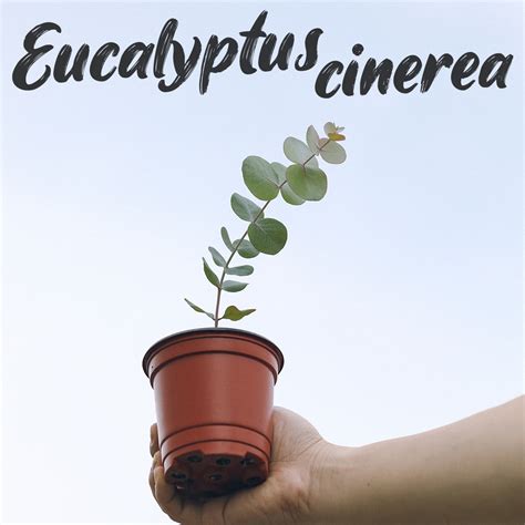 유칼립투스 시네리아 실버달러 소품 외목대 나무모종