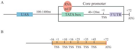 IJMS Free Full Text Novel S Cerevisiae Hybrid Synthetic Promoters