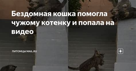 Бездомная кошка помогла чужому котенку и попала на видео Питомцы Mail