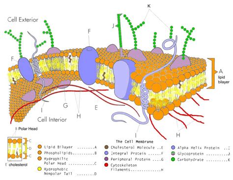 Unit 4 Cell Membranes Diagram Quizlet