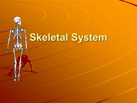 Ppt Skeletal System What Is This Bone Called A Patella B Vertebrae C Cranium D Sternum