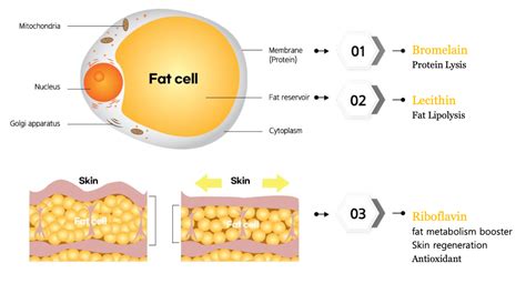 Otesaly Fat Dissolving Vs Lemon Bottle A Comprehensive Comparison