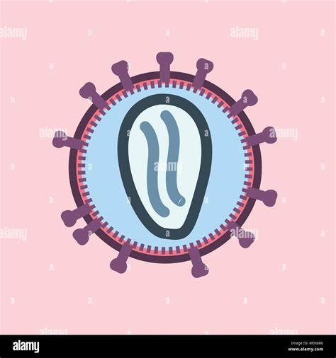 Structure Of Hiv Stock Vector Images Alamy
