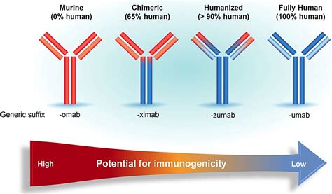 Antibody Optimization Enhancing Safety And Efficacy Biointron