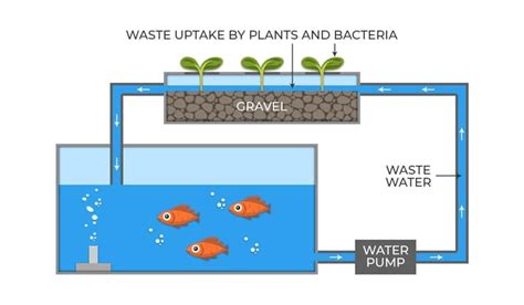 Small Aquaponics System Diagram Bearmoms