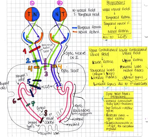 My Notes For Usmle — Visual Pathway And Visual Field Lesions
