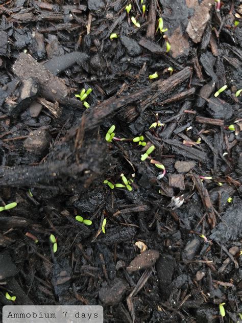 Seedling Identification — Wild Violet Flower Farm