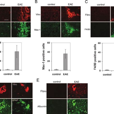 Western Blot Analysis Of Fibronectin And Vitronectin Protein Levels In