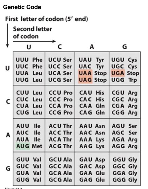 Solved Copy The Target Dna Sequence Image Given Below