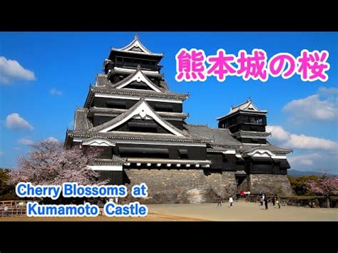 Cherry Blossoms At Kumamoto Castle Kumamoto Japan