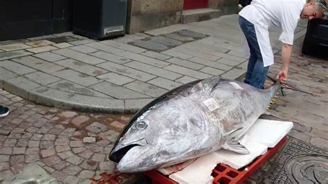 A Brest Un Thon Rouge De 247 8 Kg Devient Le Plus Gros Poisson Jamais