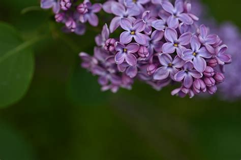 枝にライラック色の花ピンクのライラック色の花の背景花とつぼみの接写柔らかいライラックピンクの花のライラック芸術の美しいボケライラックの花の接写