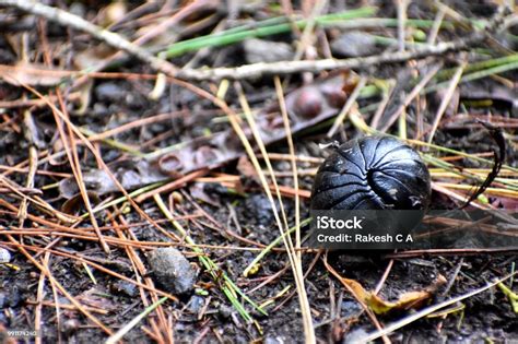 Bug Pil Foto Stok Unduh Gambar Sekarang Armadilo Bola Peralatan Olahraga Fotografi