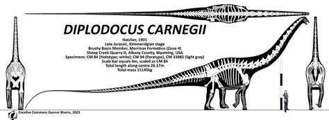 Diplodocus The Long Necked Iconic Dinosaur Of The Jurassic