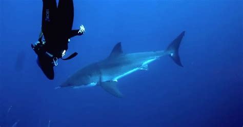 Shark Week 3 Ways To Watch It Without Cable