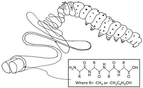 Sericin Protein: Structure, Properties, and Applications - PMC